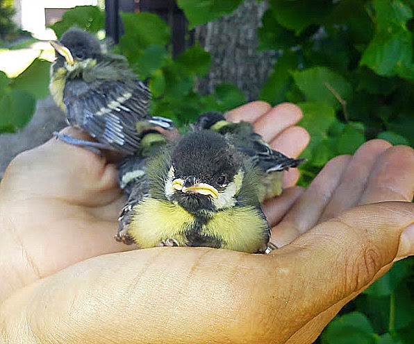 BARRY the BIRDER: What do baby chickadees look like?