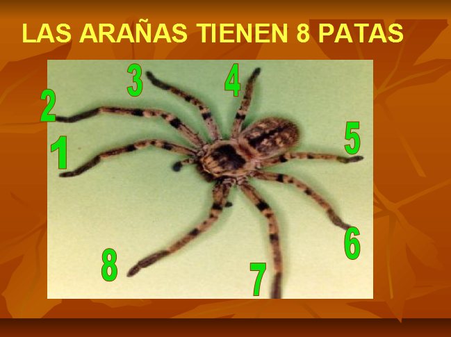 Pequeños monstruitos: DIAPOSITIVAS SOBRE LAS ARAÑAS