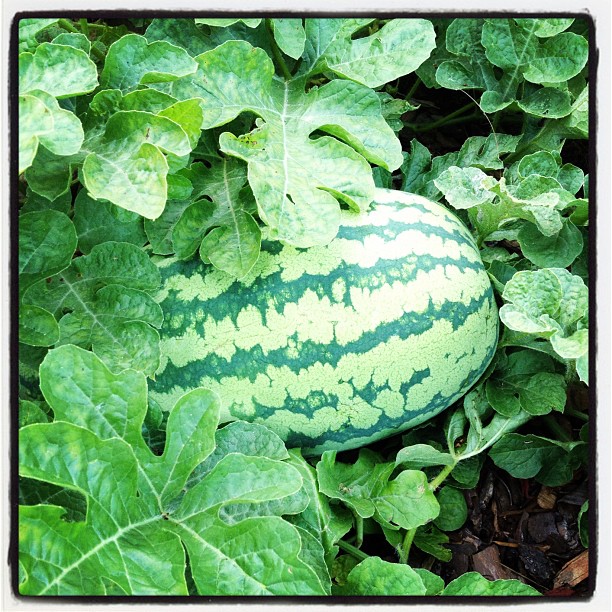 Southern Sunflower Seeds