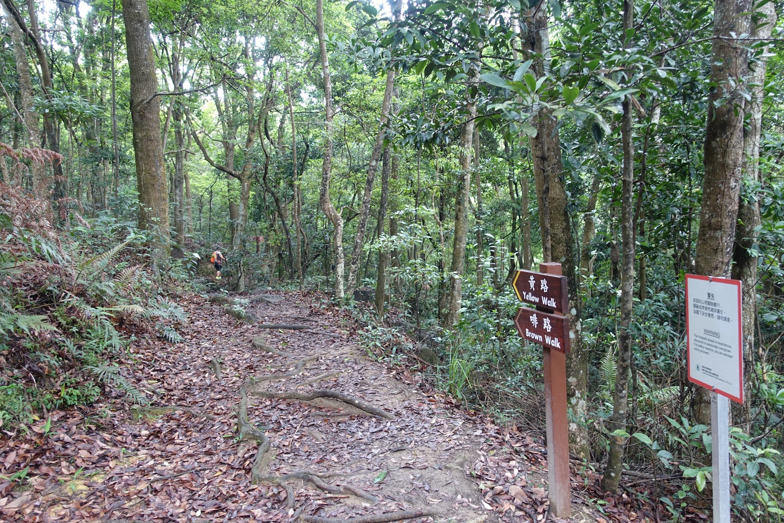 消耗五百食翻一千※香港行山記: 大埔滘黃路 Tai Po Kau Forest Yellow Walk