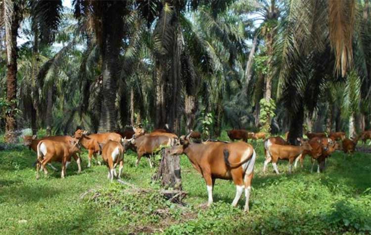 Sapi Bali Kualitas Setara Daging Impor
