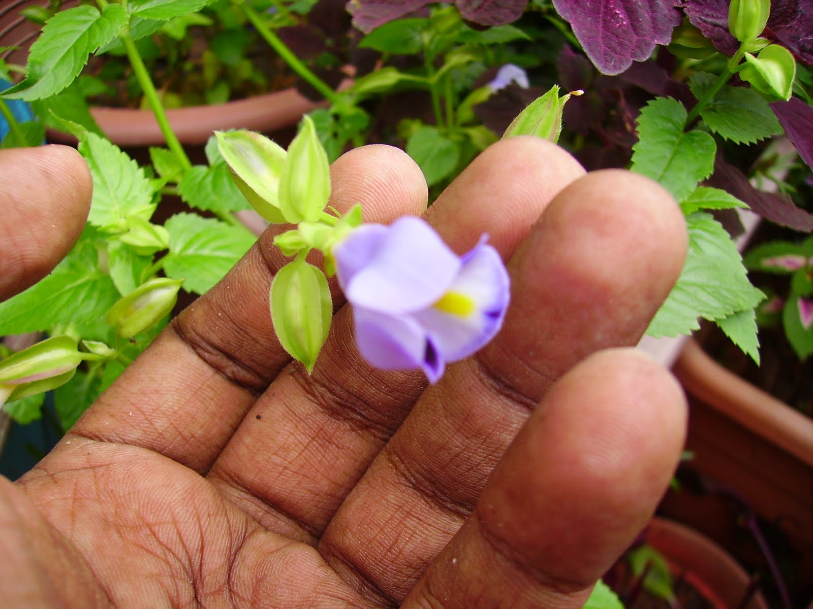 Garden Chronicles of James David: Wishbone Flower - Torenia Fournieri