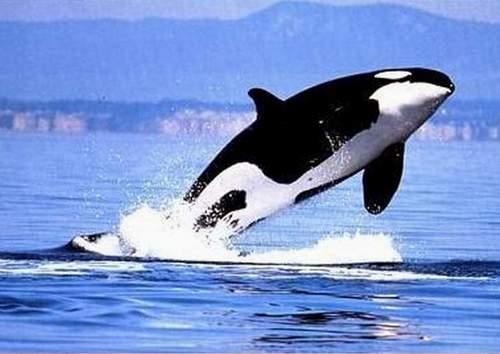 zoo-indy: hoe leeft de orka