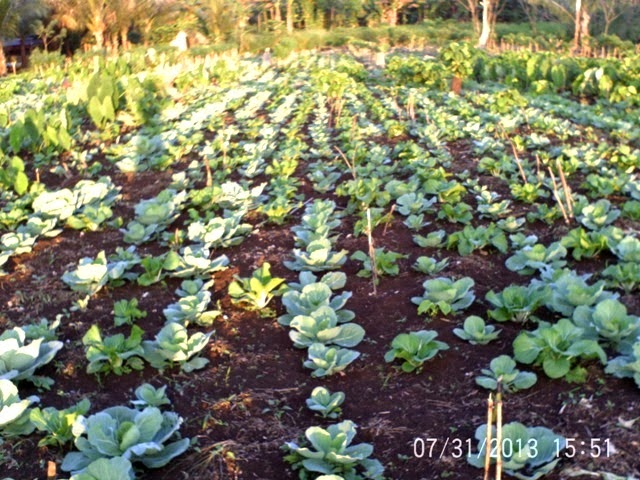 Climate Change Impacts Agriculture in Vanuatu: Traditional Farming ...