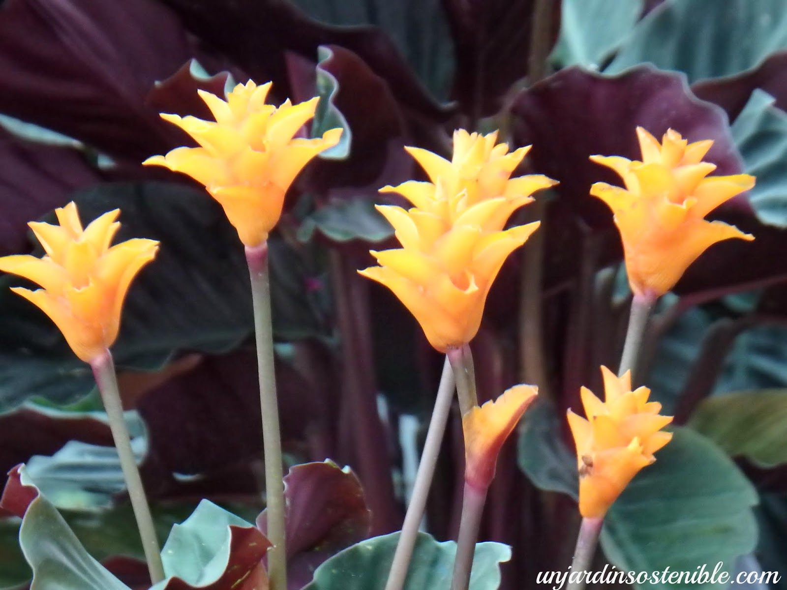 Calathea crocata (Calatea)