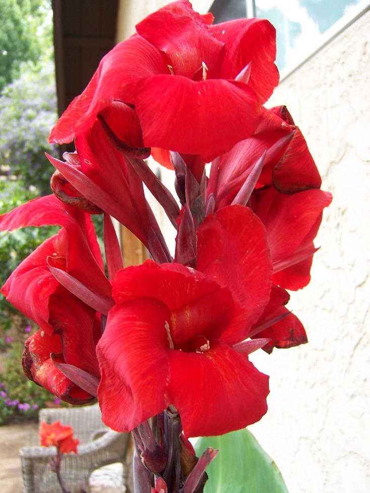 The 2 Minute Gardener: Photo - Red Canna Lily (Canna X generalis)