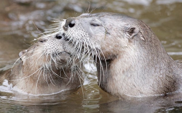 VEMOS Y ESCUCHAMOS: LA NUTRIA JAPONESA DE RÍO, ¡OTRA ESPECIE DECLARADA ...