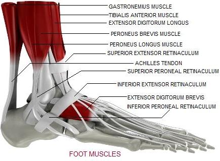 Grab Your Sneaks!: The foot