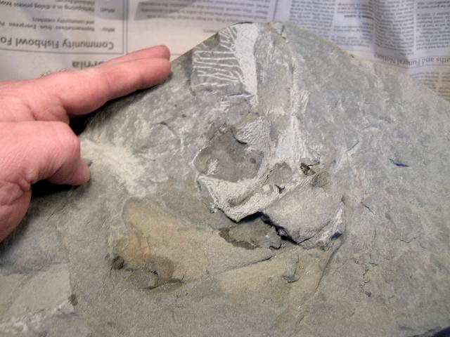 The Coastal Paleontologist, atlantic edition: Fossil Fur seals from ...