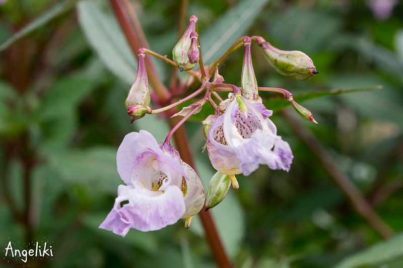 Cultiver sa gourmandise: Balsamine de l'Himalaya