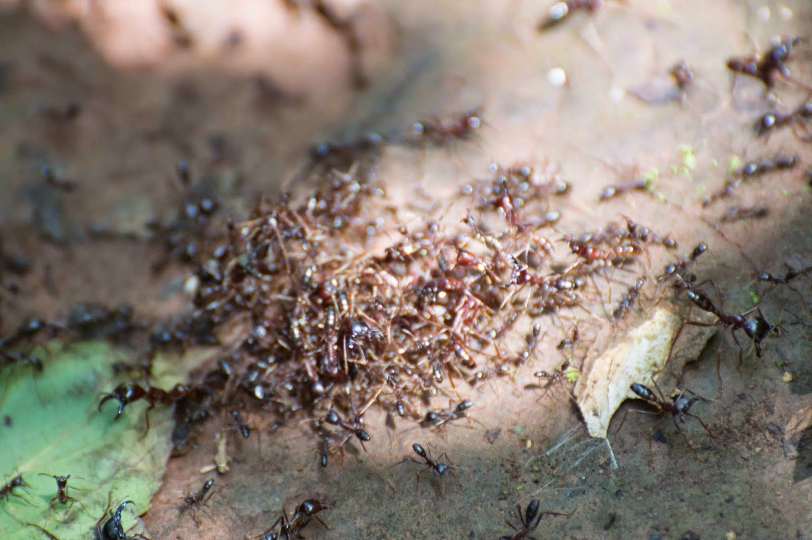 Notes From Kenya: MSU Hyena Research: Just Another Night in the Bush