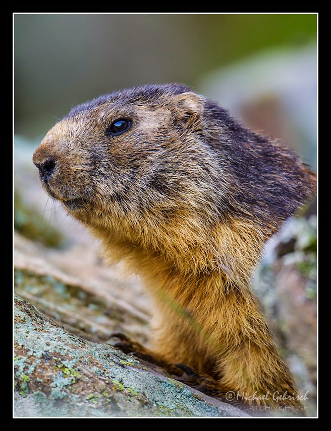 Chasing the Light: The Killer Marmotte of Alpe d'Huez
