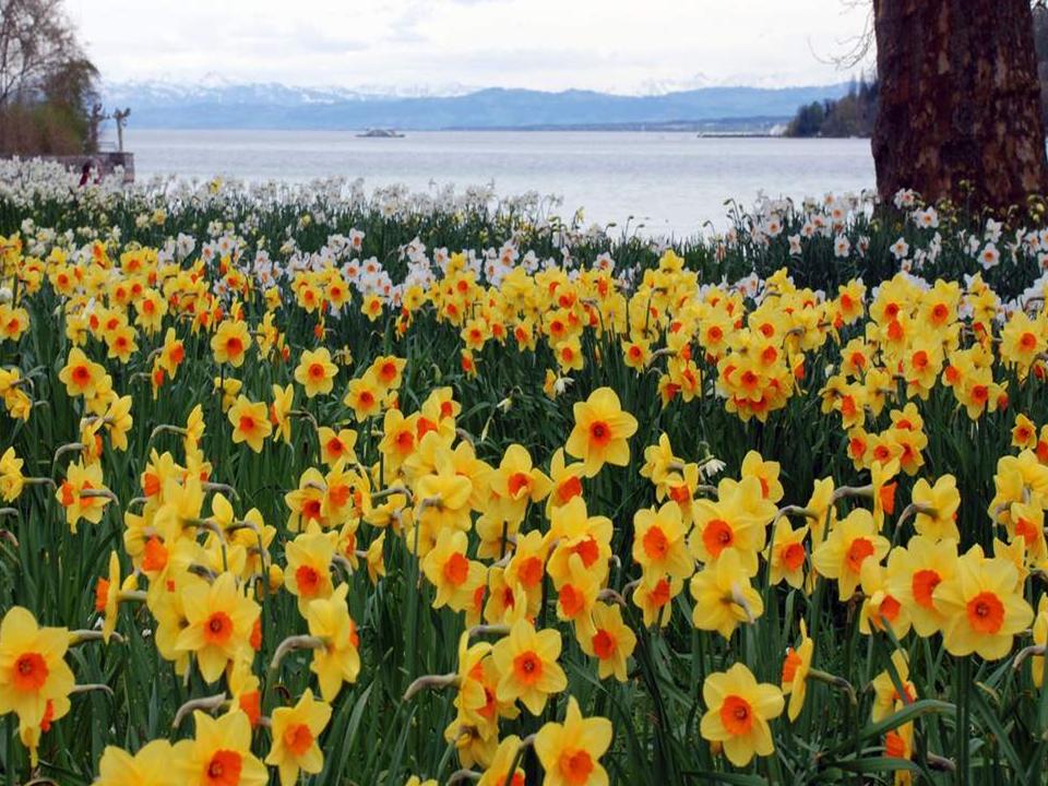 worldimage4u: beautiful flowers around the world