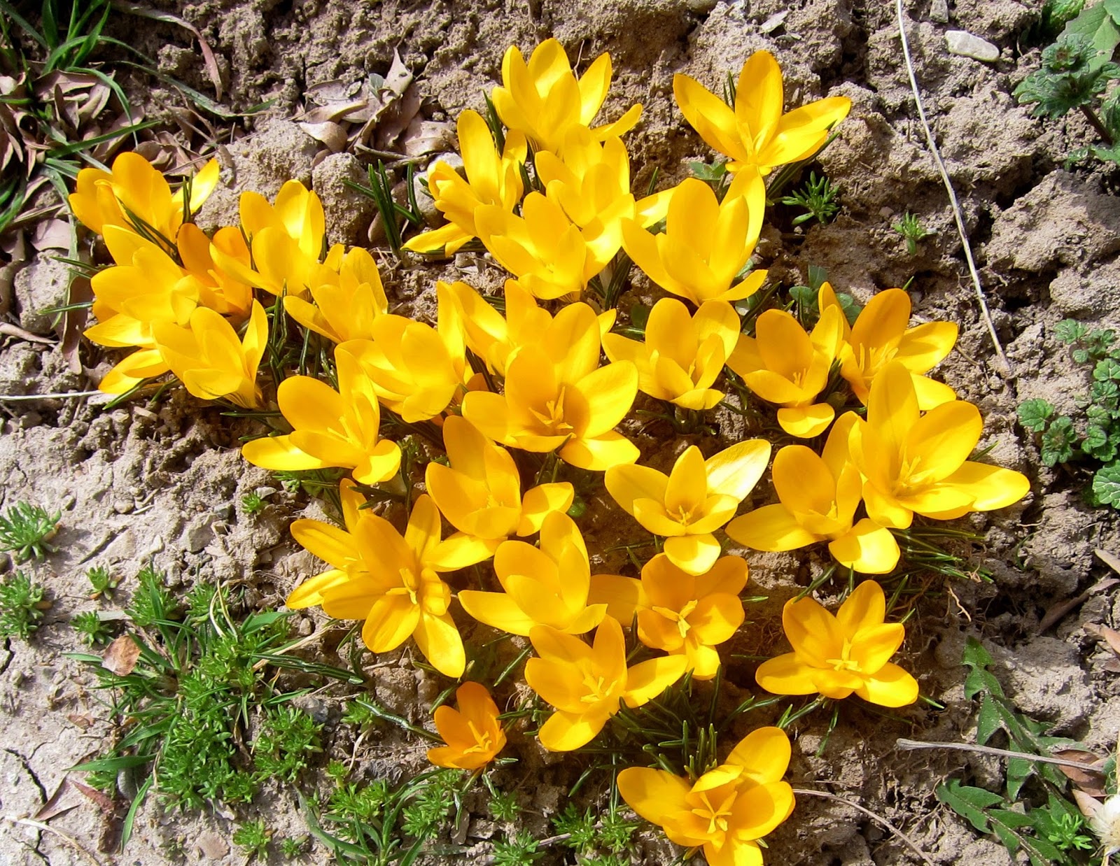 Deanna's Weaving: 2017