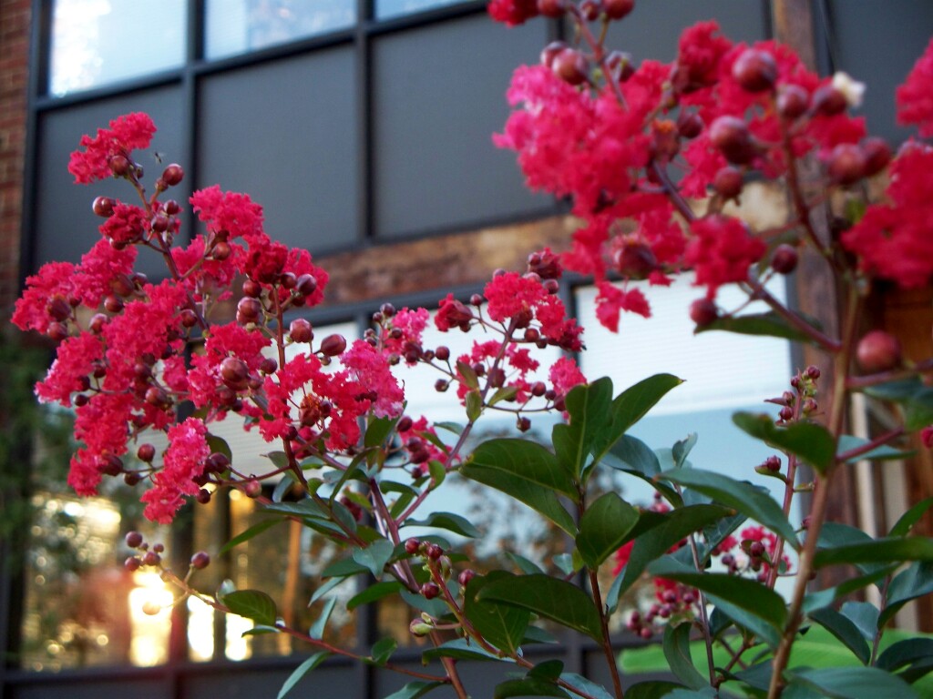 Orange explains it all: plant the crape myrtle tree
