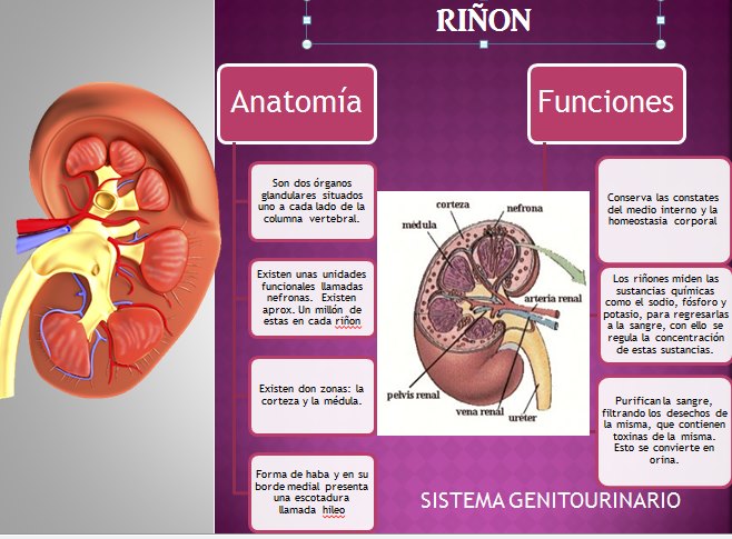 Sistema Genitourinario ~ BITÁCORA DE UNA ESTUDIANTE DE NUTRICIÓN