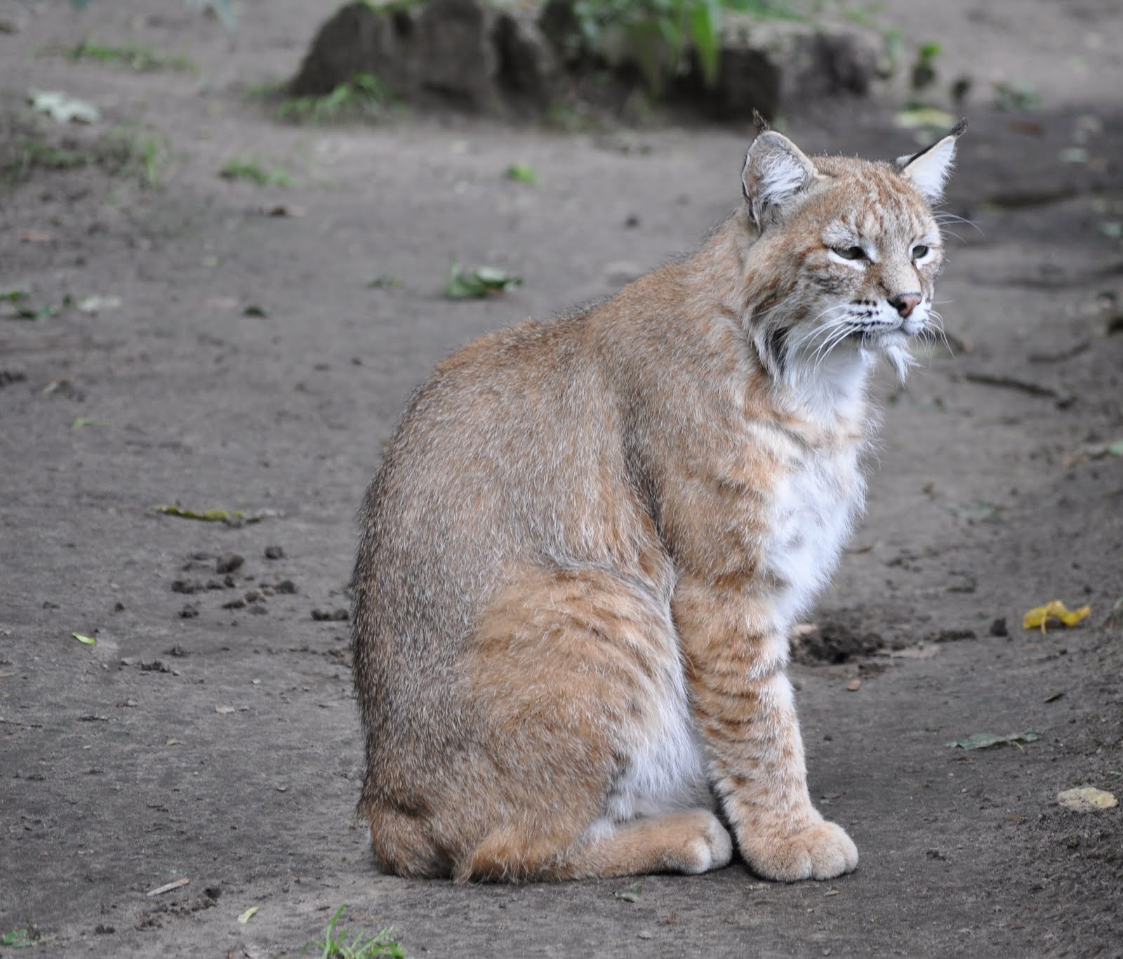 ZOOTOGRAFIANDO (MI COLECCIÓN DE FOTOS DE ANIMALES): LINCE ...