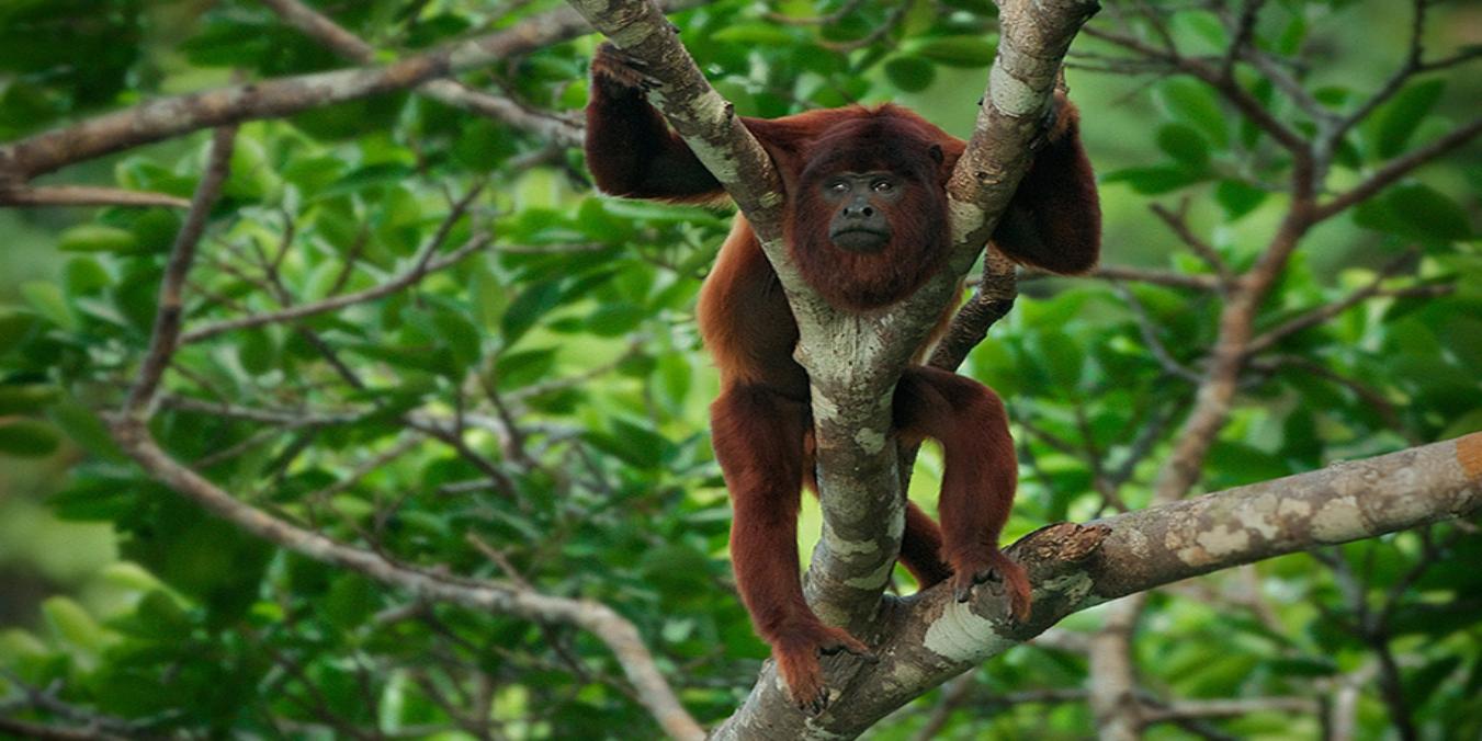 BOLIVIA... LO MEJOR QUE TENEMOS: PARQUE NACIONAL MADIDI: UN TESORO DE ...