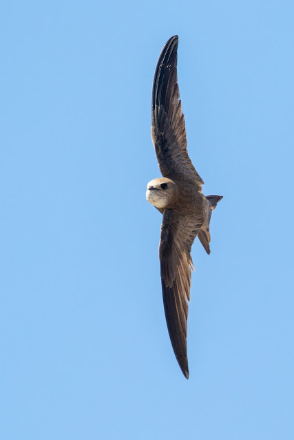 Wildlife Diaries: SW Spain & Portugal & Separating adult Pallid Swift ...
