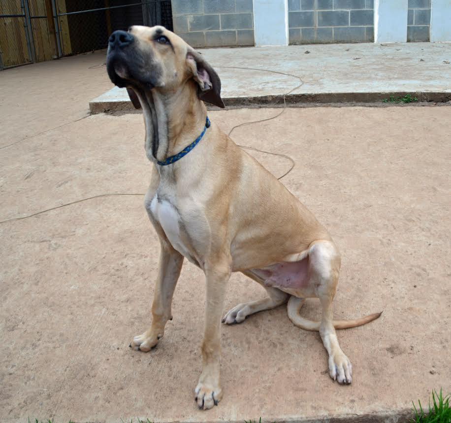 Friday's Friend! Dog Adoption, Mid-Atlantic Great Dane Rescue League ...