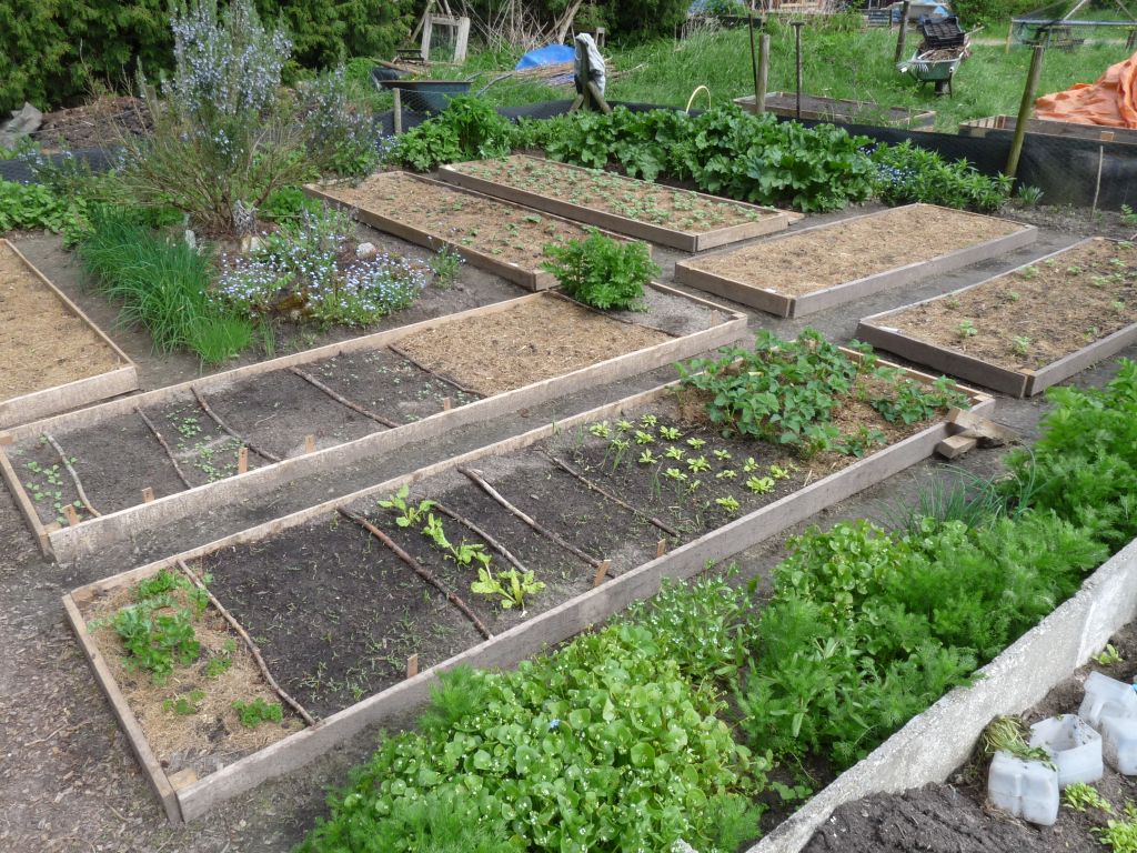 Ons nieuwe ECO-huis!: Groentetuin bakken