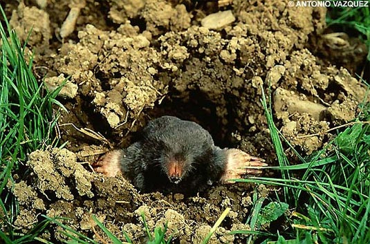 El cuaderno rojo: agosto 2011