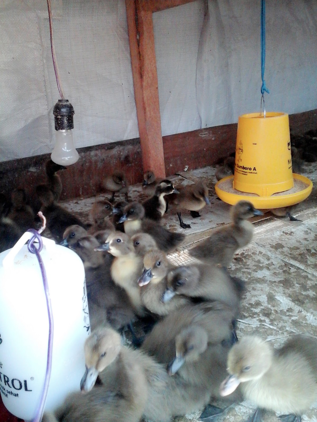Usaha Ku Alabio Bebek Besar Dan Kecil