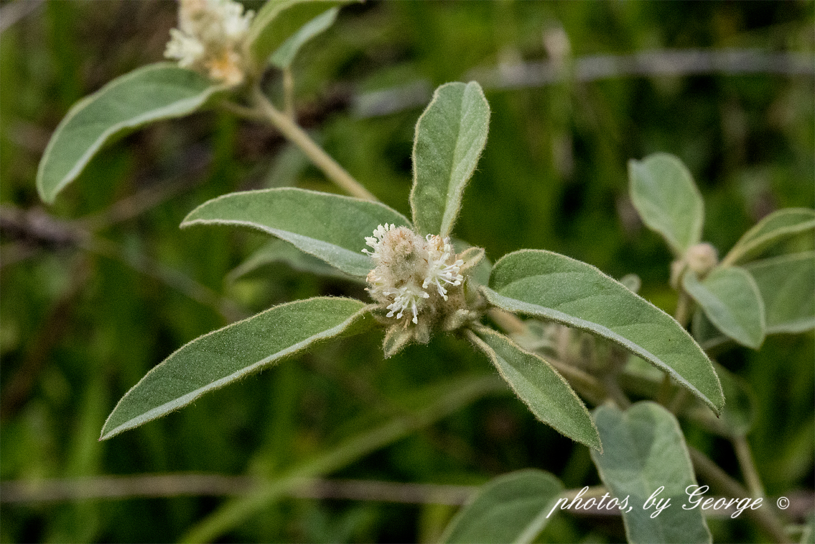 "What's Blooming Now" : Woolly Croton (Croton capitatus)