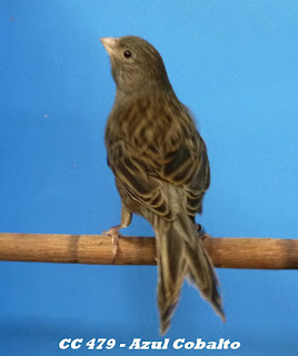 Canaril Curico - Canário de Cor: Azul Cobalto