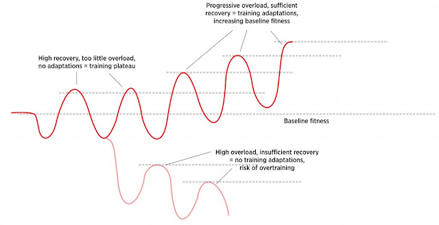 Science & Medicine in Sports: BACK TO THE BASICS