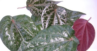 Manfaat Daun Sirih Merah dan Hijau Untuk Kesehatan - TipSehat