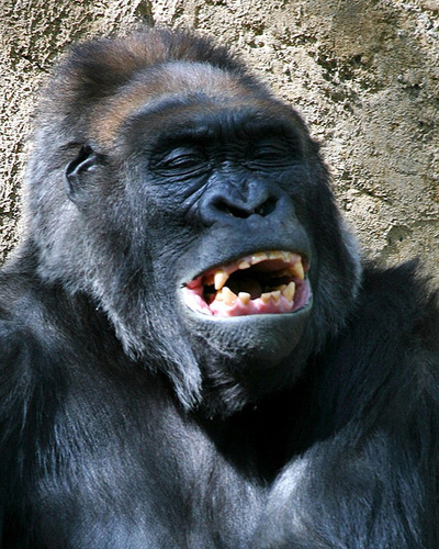 El Kapricho-Animal: Animal riendo!