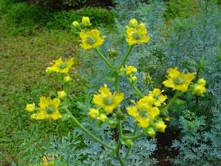 Inggu (Ruta angustifolia [L.] Pers.) | Mazruu'aatun Syifaa'
