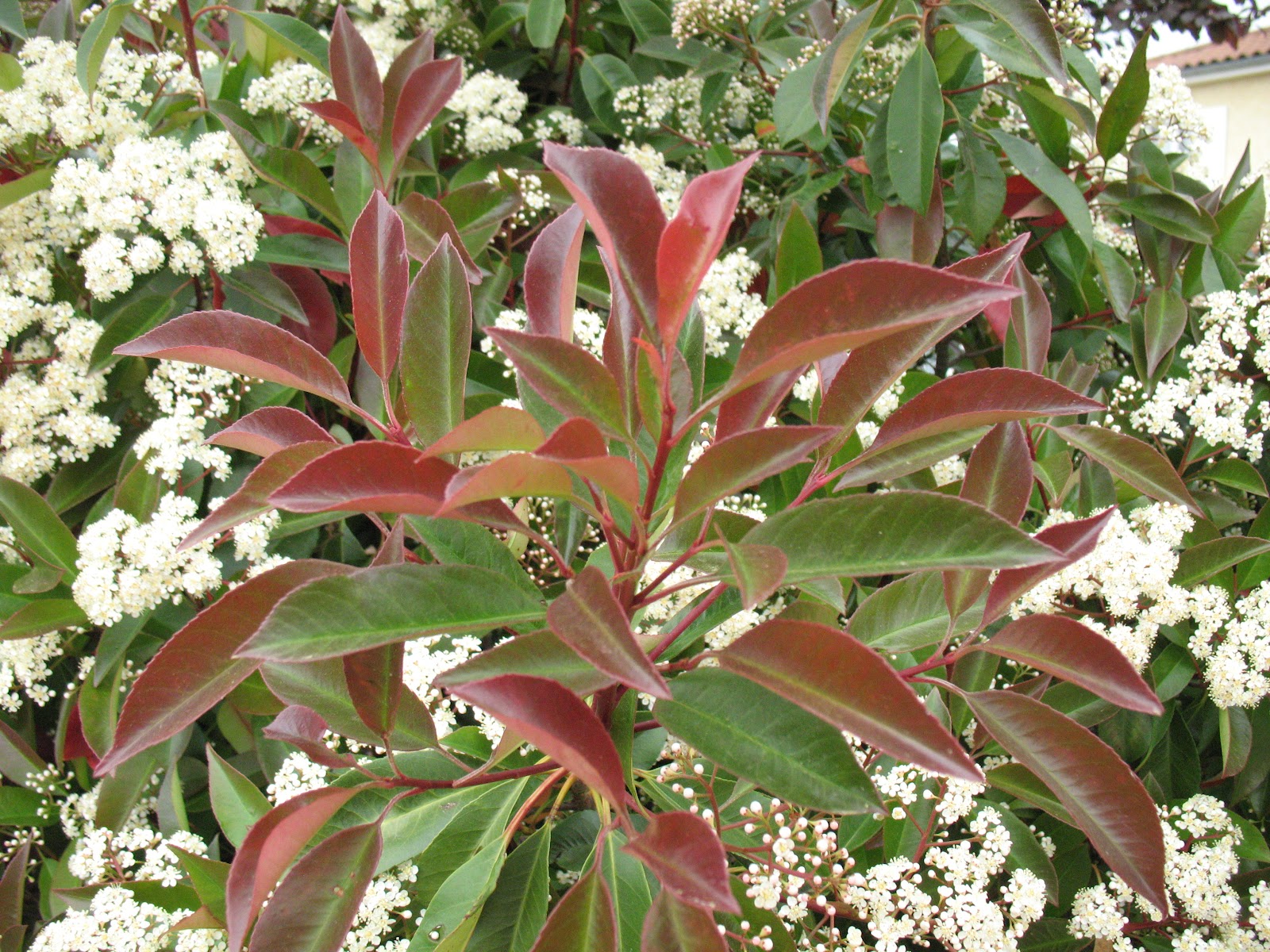 Roses du jardin Chêneland: Photinia "Red Robin"
