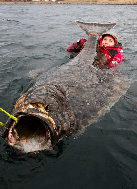 Mondo Pesca News: NORVEGIA: catturato halibut da 100 kg