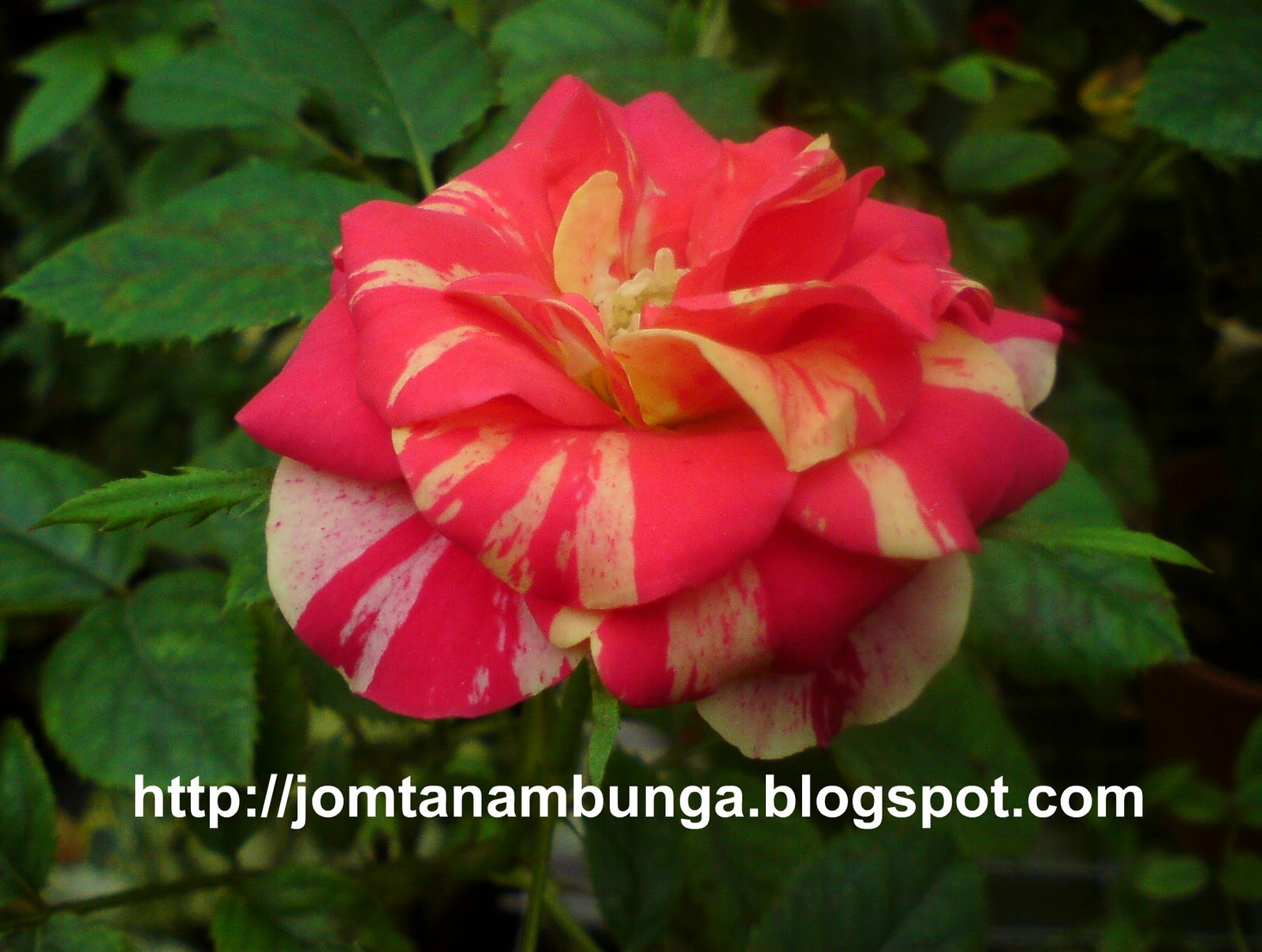 Jom Tanam Bunga: Bunga Ros Si Bunga Popular