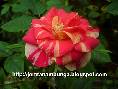 Jom Tanam Bunga: Bunga Ros Si Bunga Popular