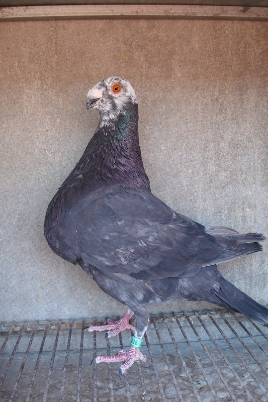 JOSE ANTONIO: EL AGENTE PATÓGENO DE LA ORNITOSIS