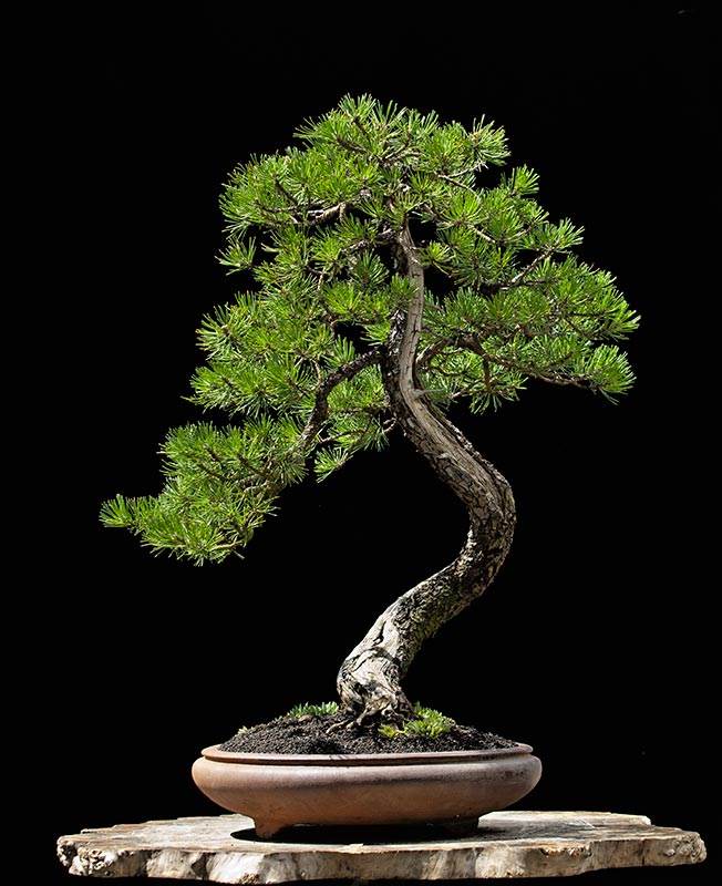 Walter Pall Bonsai Adventures: mugo pine #34