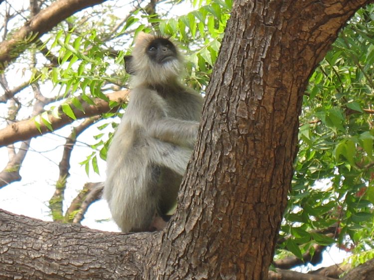 April 2011 - ARUNACHALA GRACE