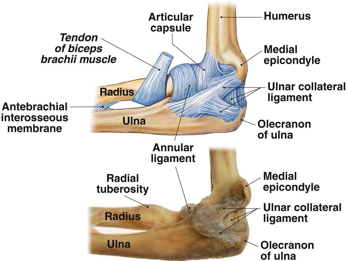 jayalah fisioterapi indonesia: November 2015