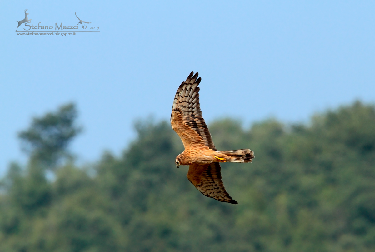 Stefano Mazzei wildlife photographer: Albanella Minore ...la bellezza ...