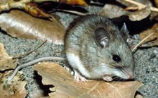 HantaSite – Sin Nombre Hantavirus Information: What is Hantavirus?