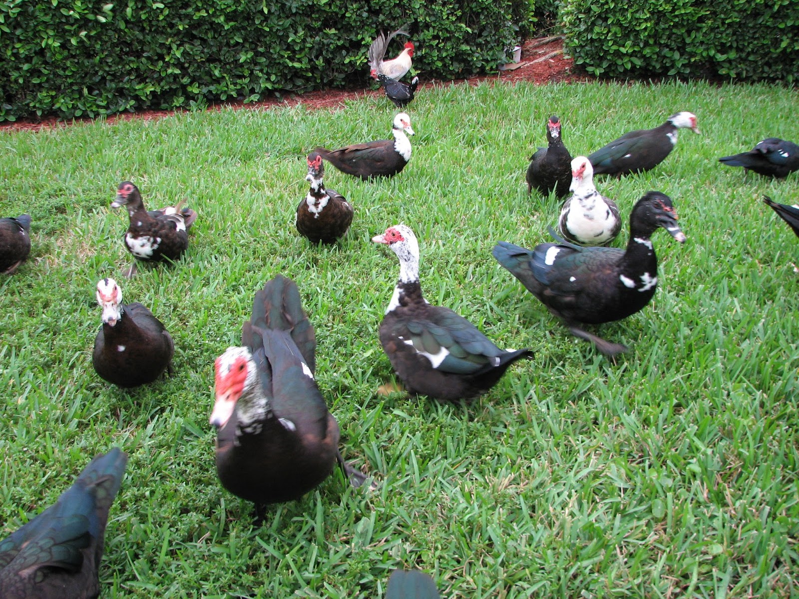 Bonao Internacional: MILES DE PATOS VIVEN EN ESTADO LIBRE Y SALVAJE ...