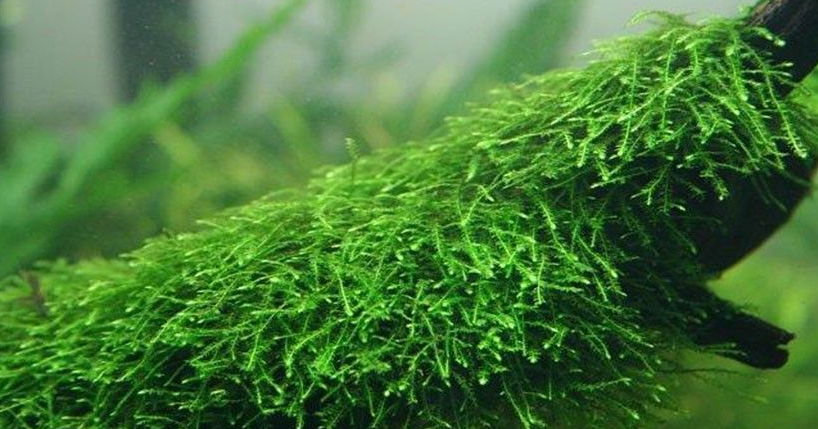 Aqua Hobbie: Vesicularia dubyana - "MUSGO DE JAVA"