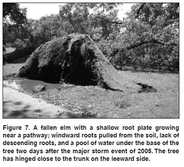 Openplants: Can tree management reduce trees overturning during storm ...
