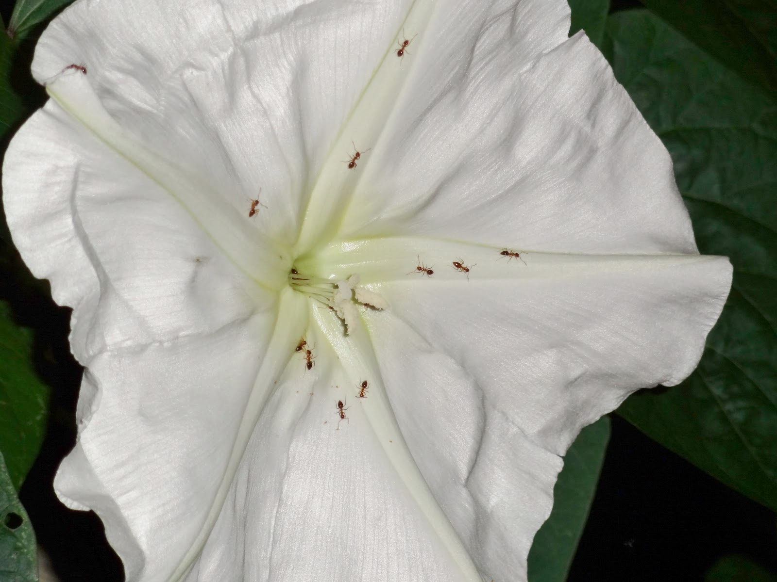 Flowers and Nature in my Garden