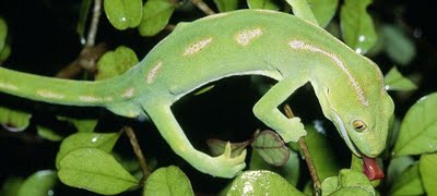 BIOLOGI GONZAGA: ADAPTASI TINGKAH LAKU