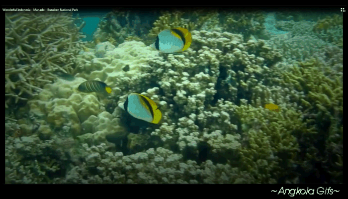 Animation Wallpaper: Animasi Taman Laut Bunaken - Gif