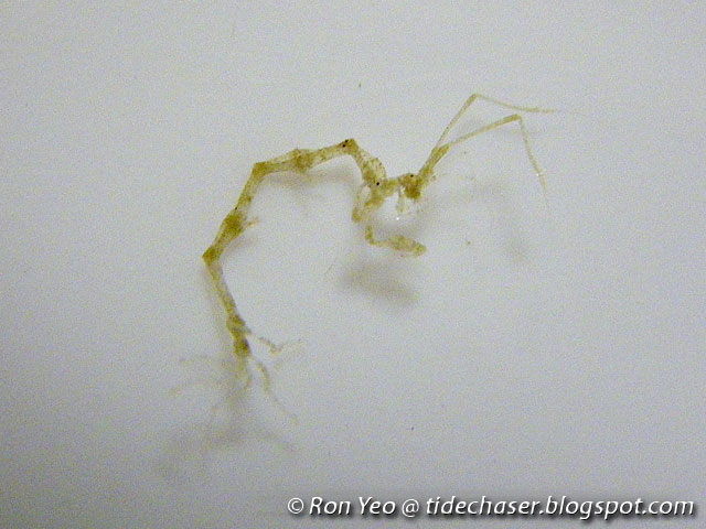 tHE tiDE cHAsER: June 2013